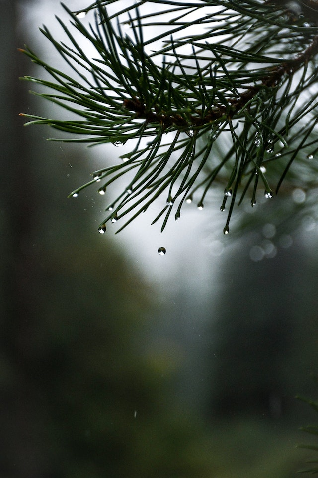 The AUTOBIOGRAPHY of a Pine Tree - wordsimpactinglives.com